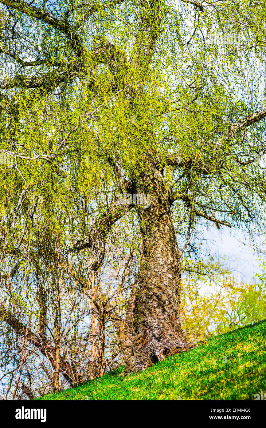 Blooming birch tree in the springtime. The poetry of life rebirth Stock ...