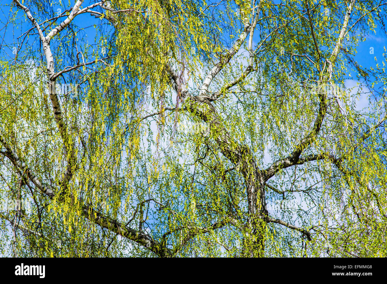 Blooming birch tree in the springtime. The poetry of life rebirth Stock ...