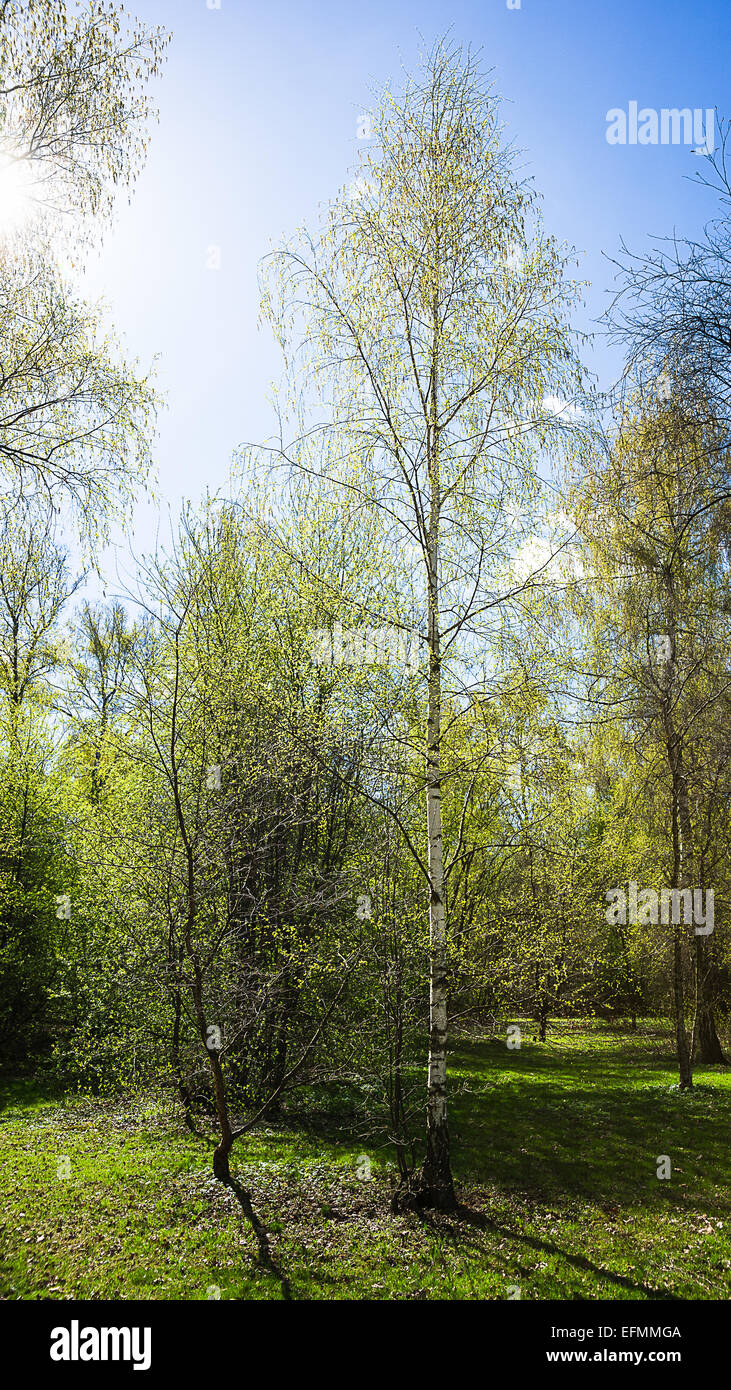 Sunny Morning. View of a young birch tree with fresh new leaves coming ...