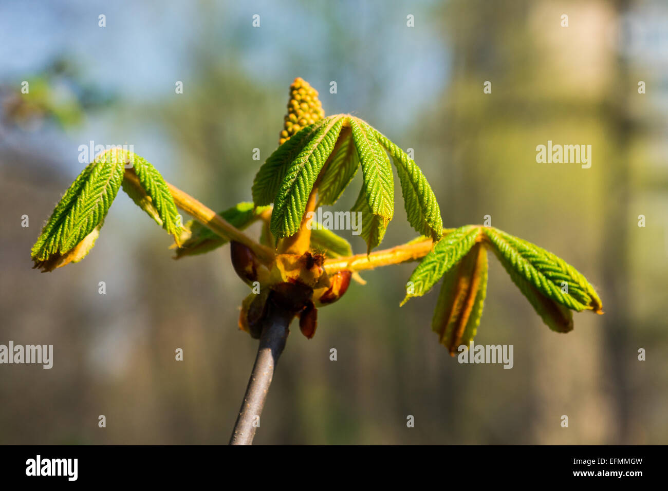 Chestnut tree - Dance Of Spring Stock Photo - Alamy