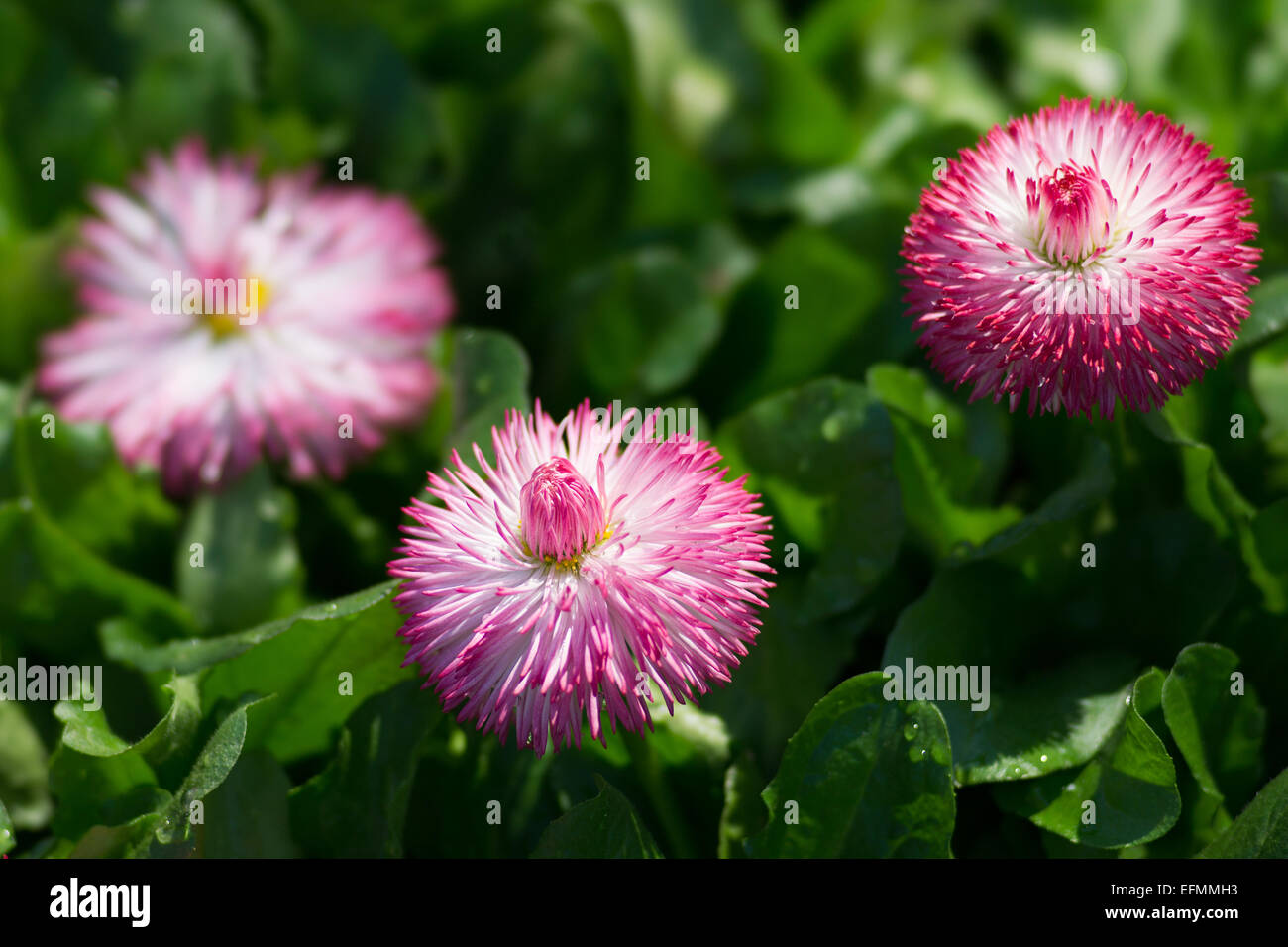 Purple English Daisy Flowers Stock Photo - Alamy