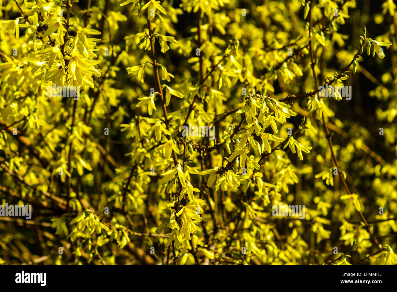 Forsythia in bloom. Closeup view of blooming yellow forsythia shrub in ...
