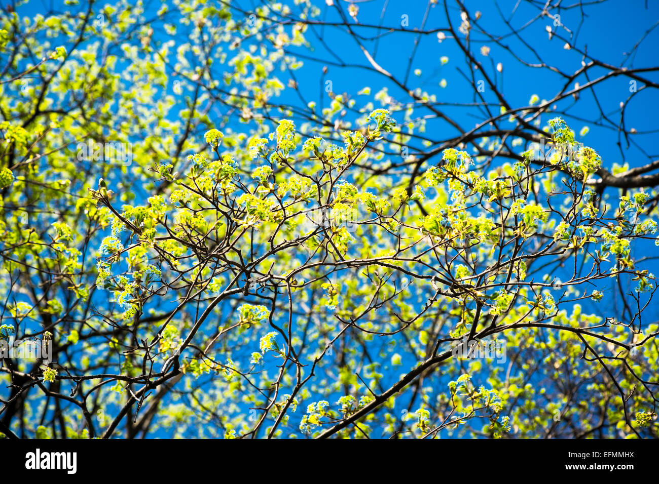 Blooming maple tree in the springtime. The poetry of life rebirth Stock ...
