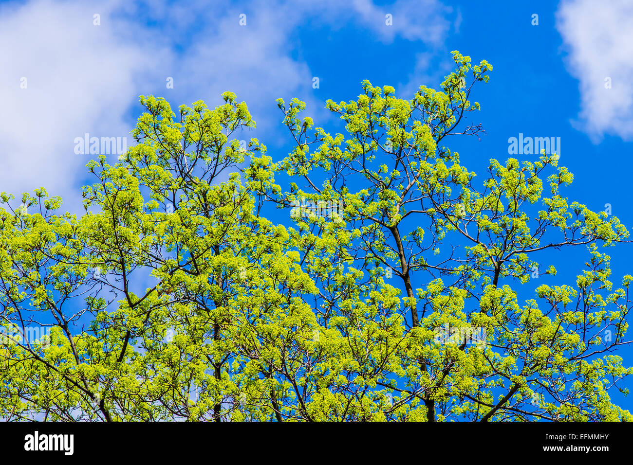 Blooming maple tree in the springtime. The poetry of life rebirth Stock ...