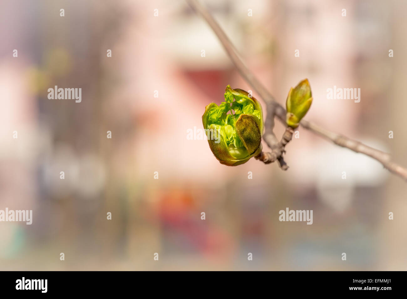 Blooming maple tree in the springtime. The poetry of life rebirth Stock ...