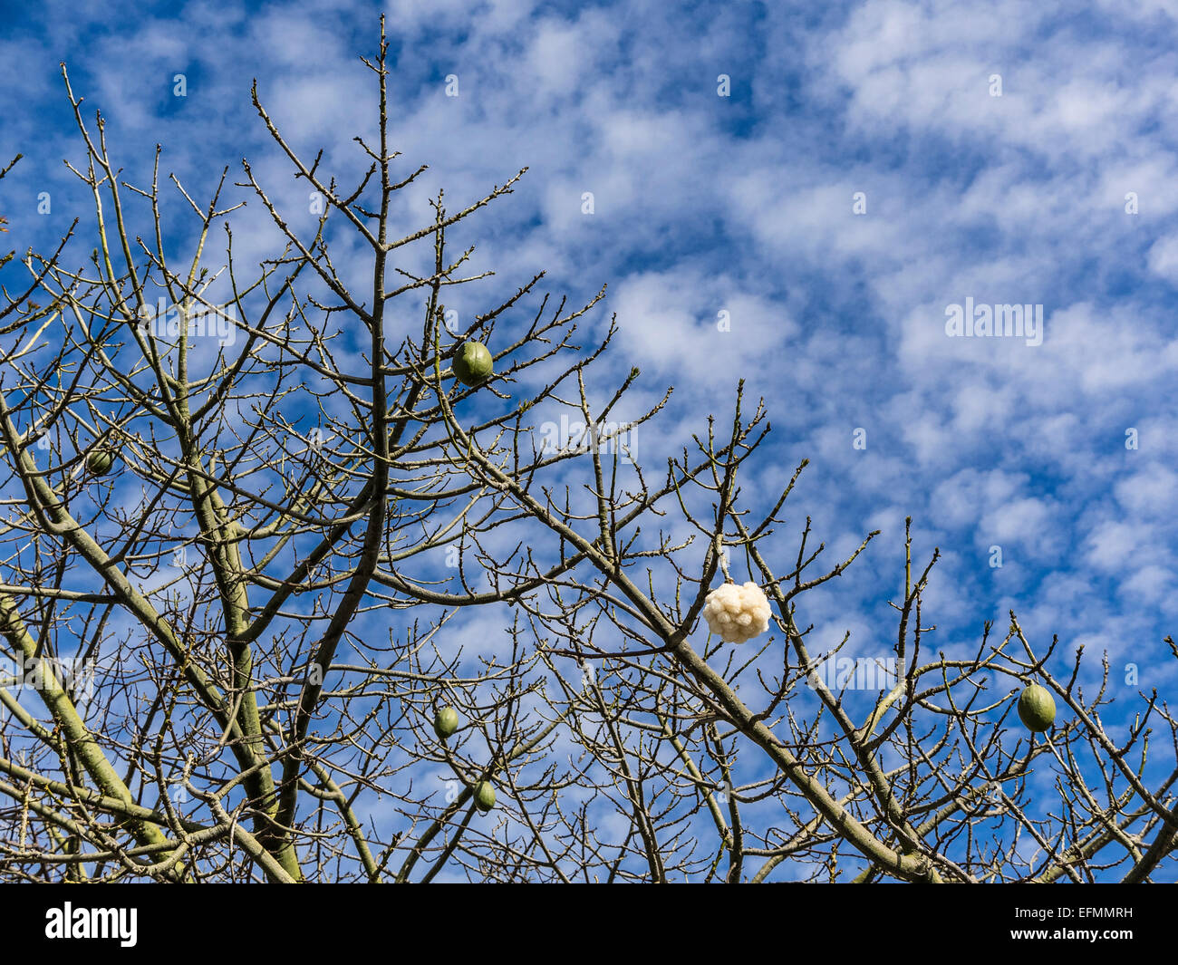 Ceiba speciosa fruit hi-res stock photography and images - Alamy