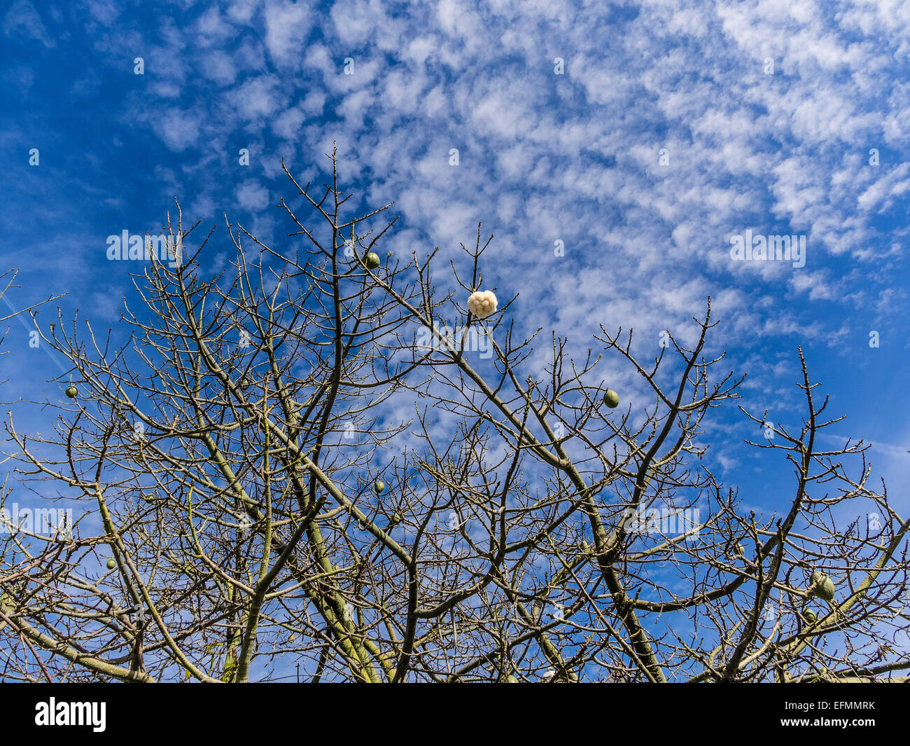 Ceiba speciosa fruit hi-res stock photography and images - Alamy