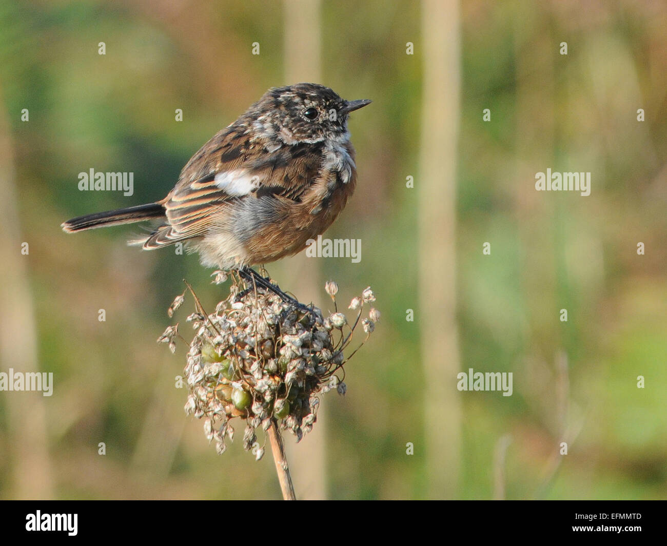 Young stonechat hi-res stock photography and images - Alamy