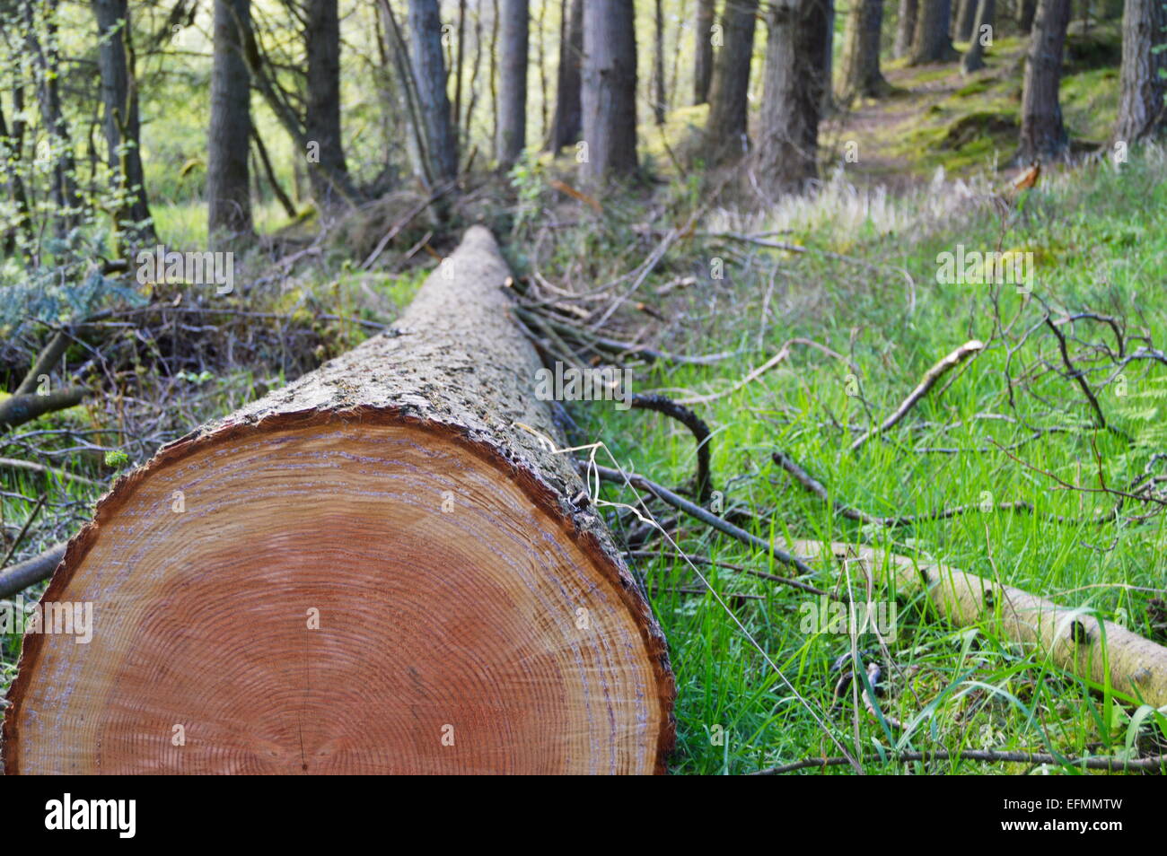 Freshly felled tree showing growth rings Stock Photo - Alamy