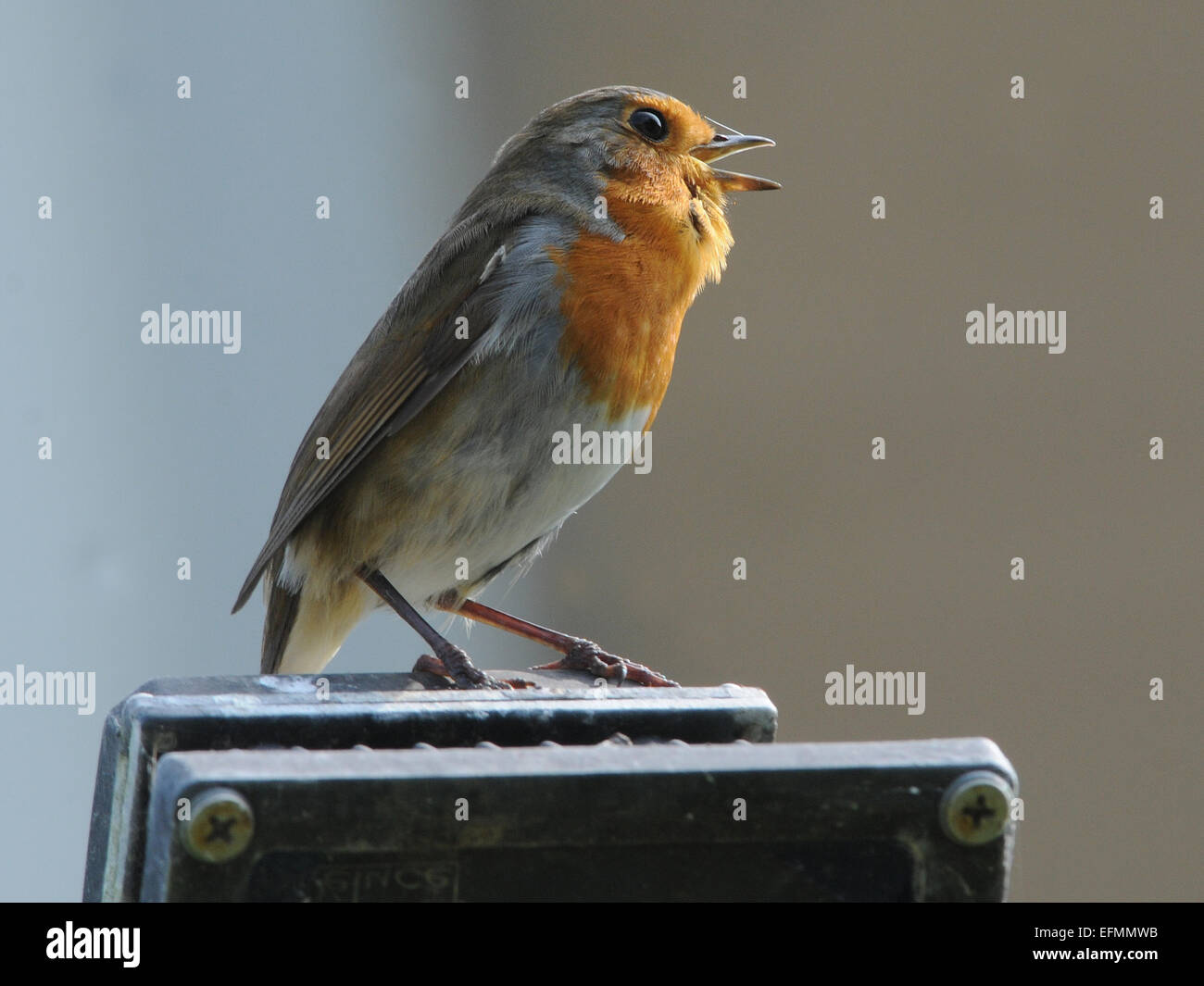 English robin hi-res stock photography and images - Alamy
