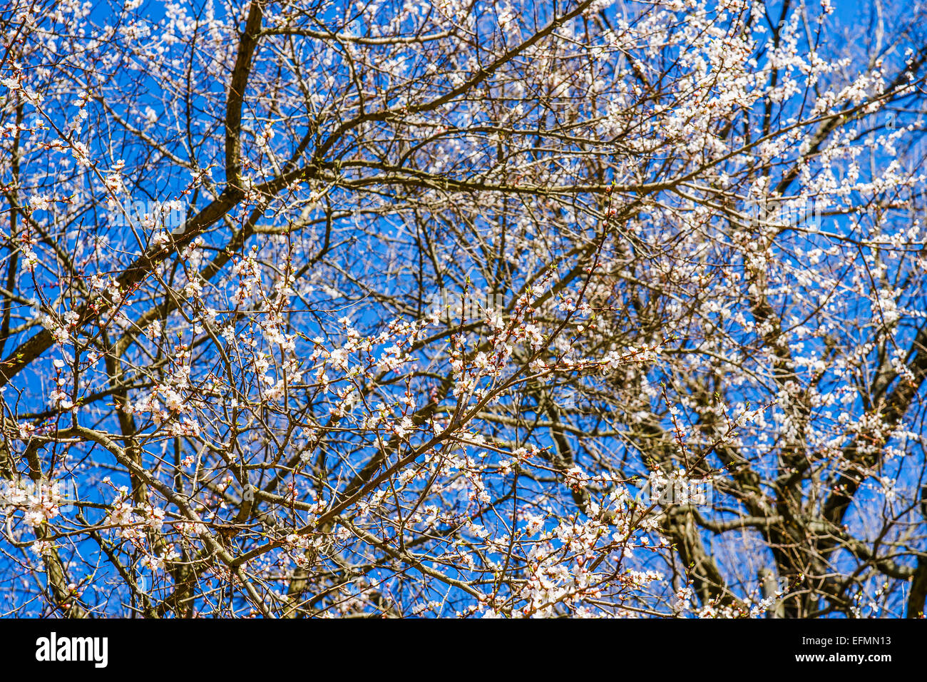 Japanese tree of life hi-res stock photography and images - Alamy