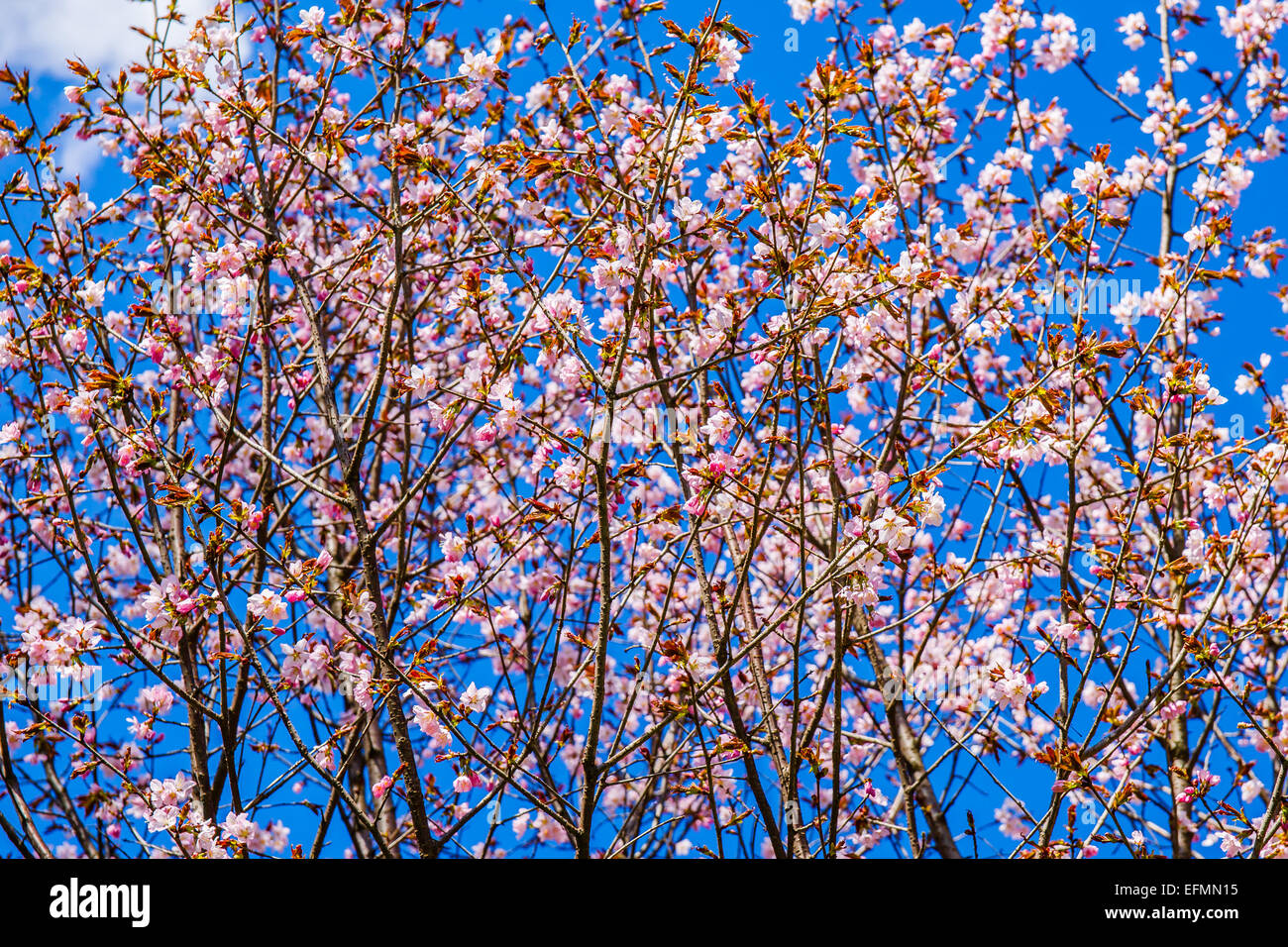 Japanese tree of life hi-res stock photography and images - Alamy