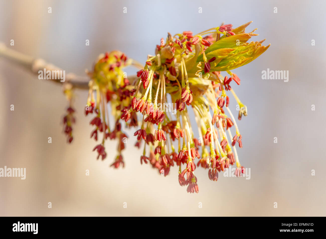 Blossoming maple tree hi-res stock photography and images - Alamy