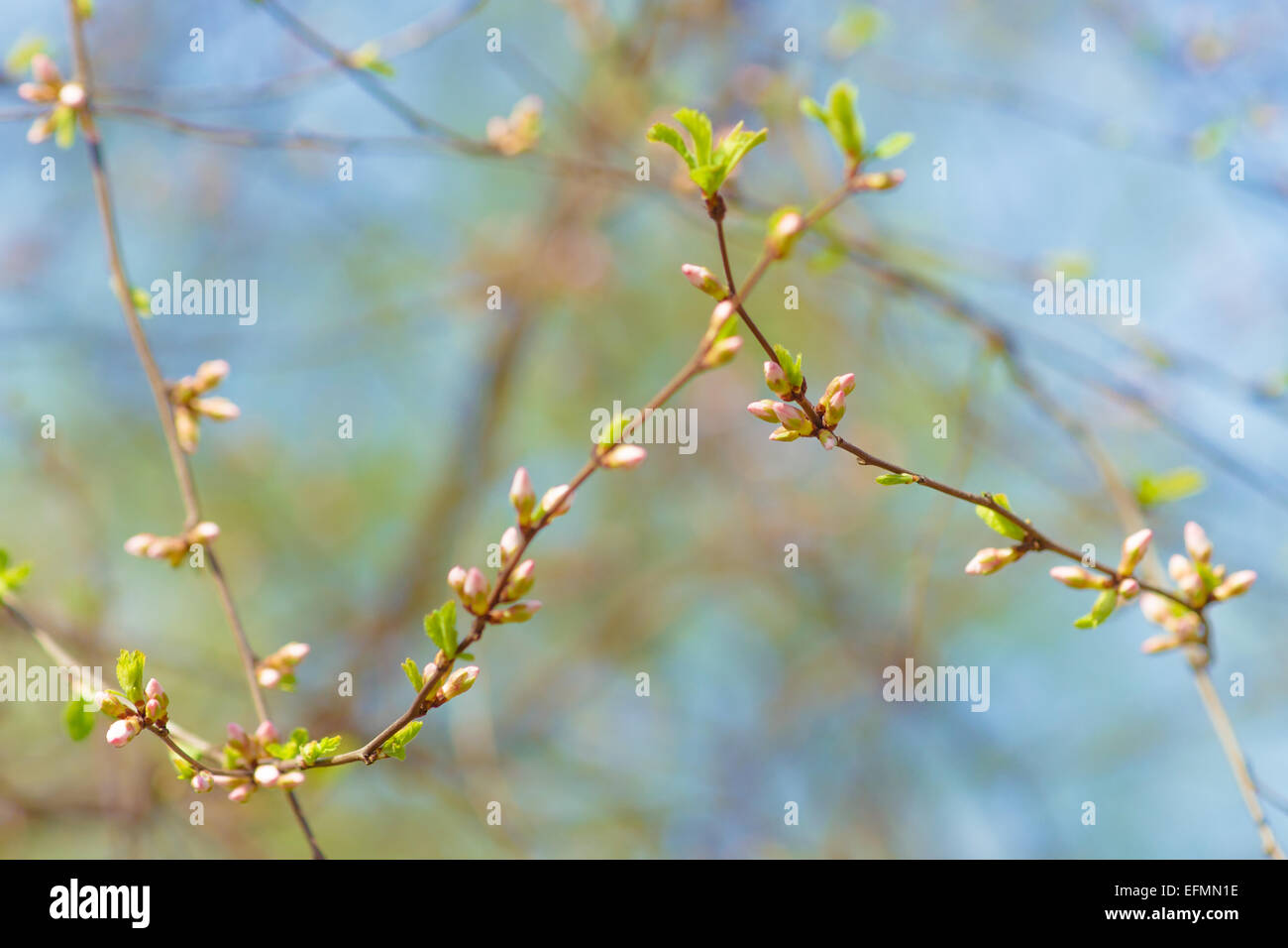 Japanese hanami hi-res stock photography and images - Alamy