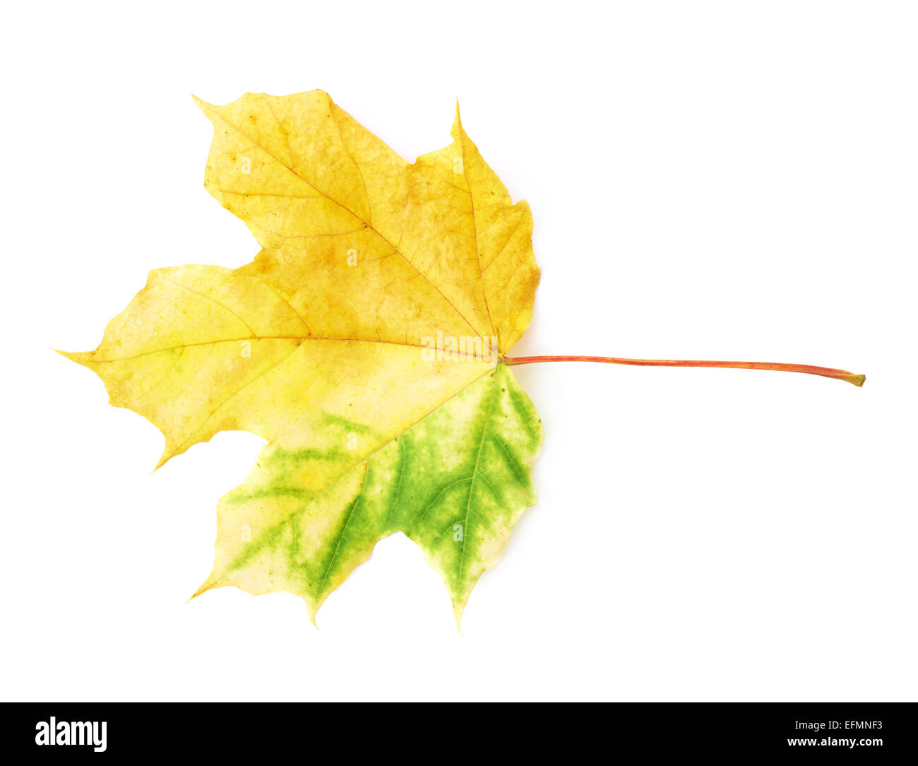 Green autumn maple leaf isolated Stock Photo - Alamy