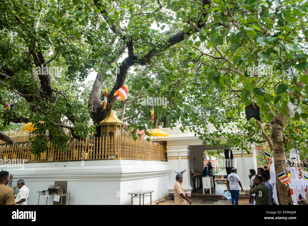 Devotee worship at sacred bo,bodhi,tree,temple Buddhist,Anuradhapura ...