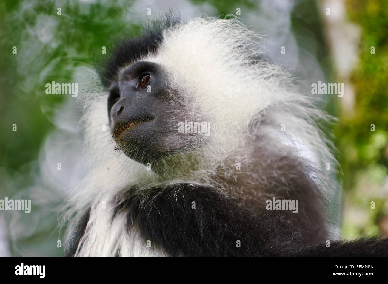 Black and white colobus monkey in Nyungwe Forest National Park, Rwanda ...
