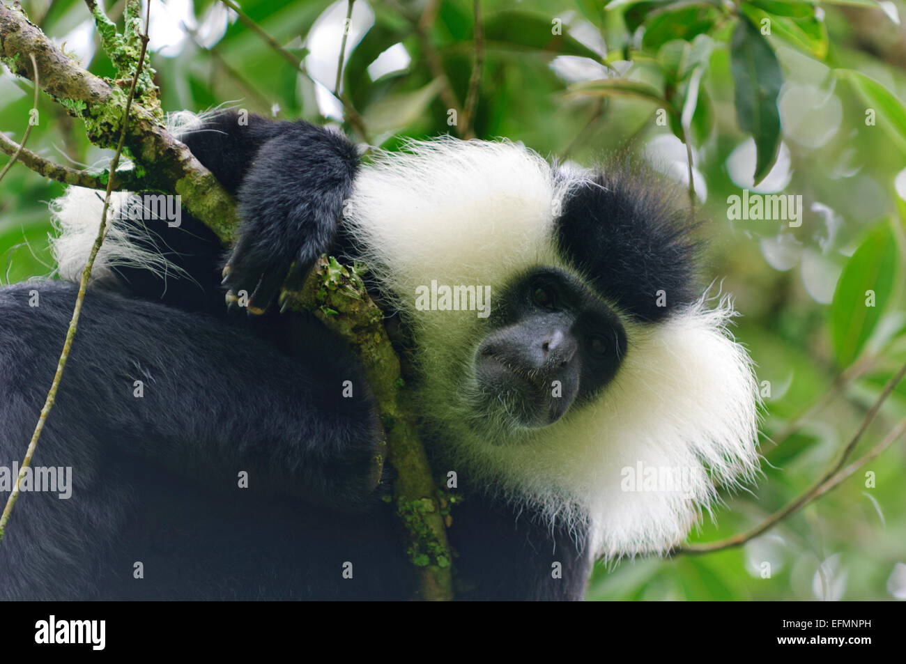 Black and white colobus monkey in Nyungwe Forest National Park, Rwanda ...