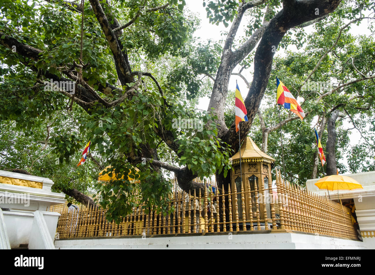 At sacred bo,bodhi,tree,temple Buddhist,Anuradhapura,Sri Lanka,Asia ...