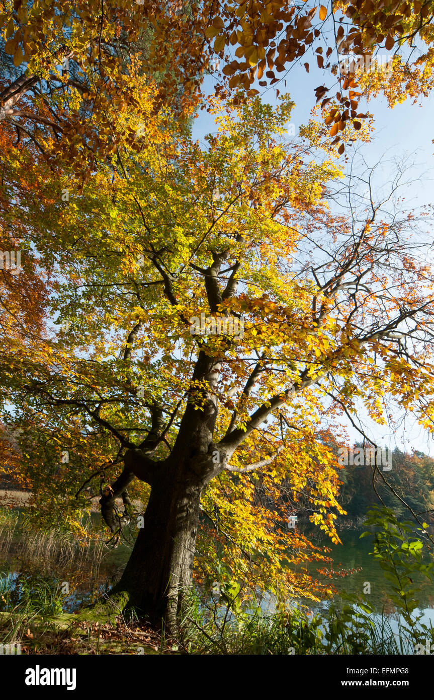 Lake Stechlin is a 69,5 m deep lake with very clear water in ...