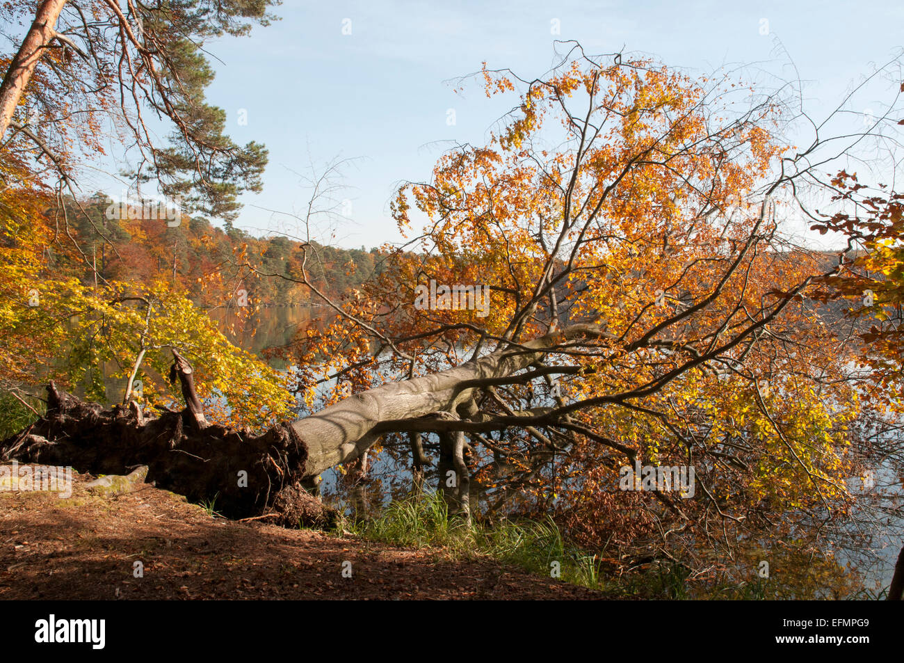 Grosser stechlin hi-res stock photography and images - Alamy
