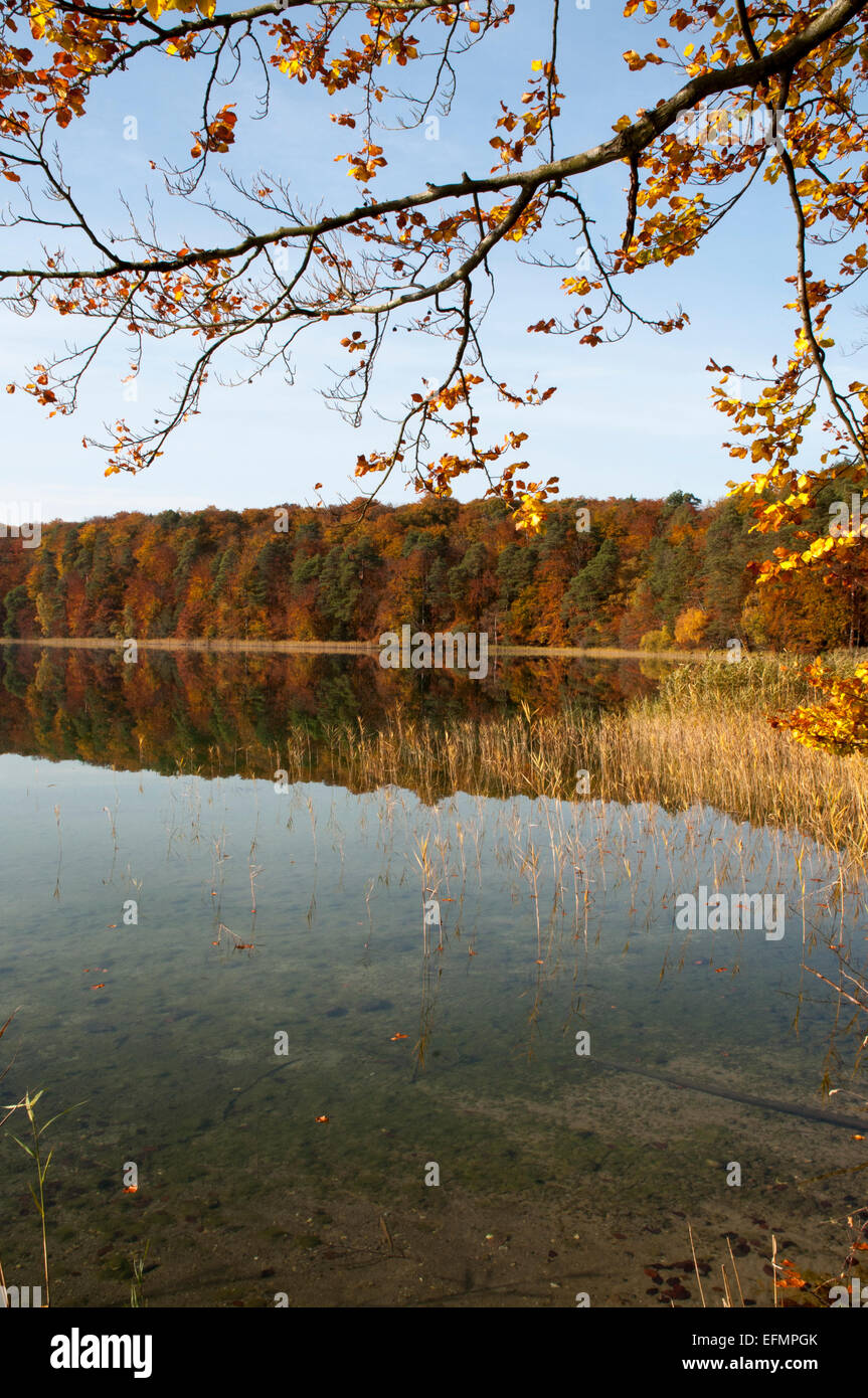 Lake Stechlin is a 69,5 m deep lake with very clear water in ...