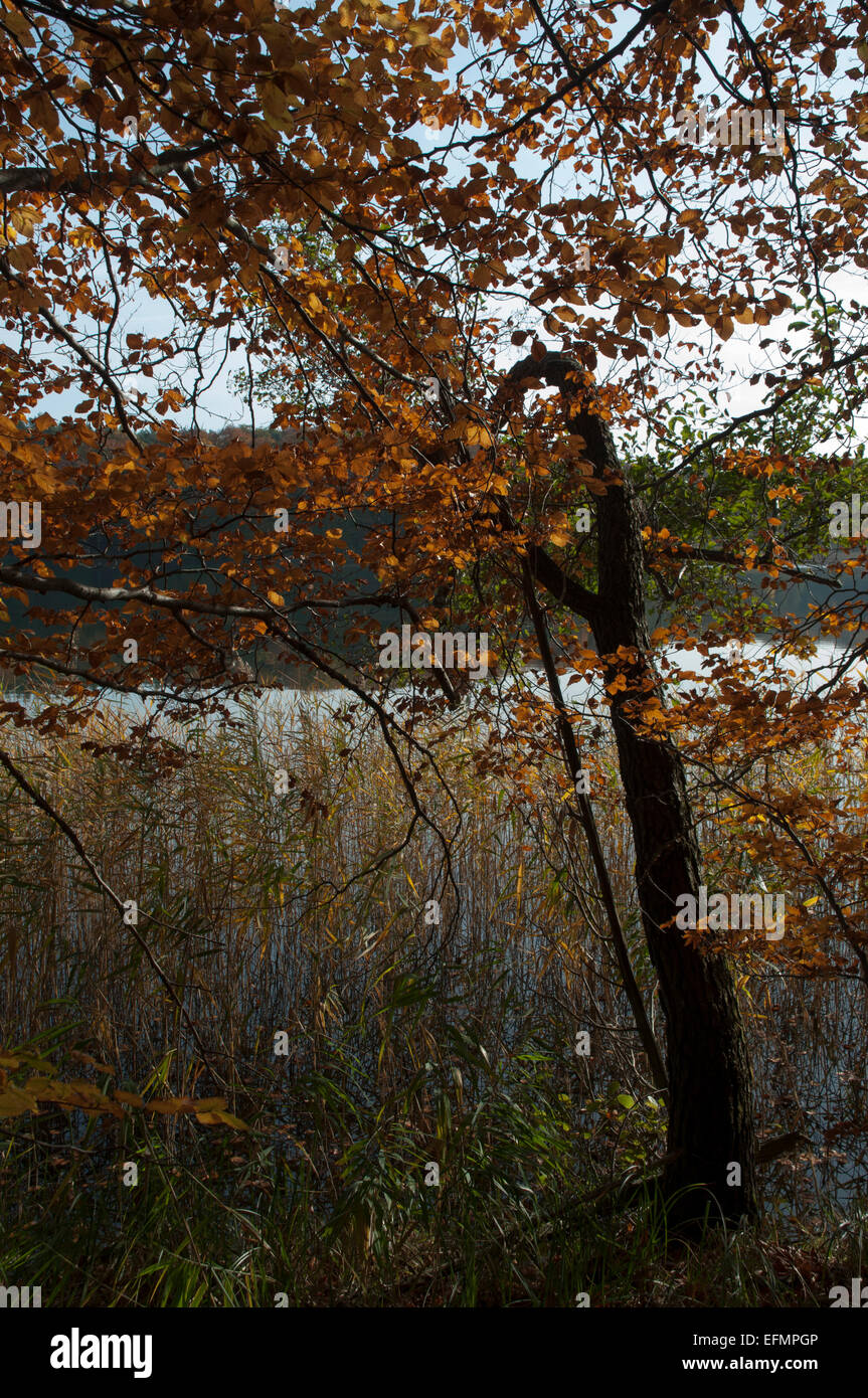 Lake Stechlin is a 69,5 m deep lake with very clear water in ...