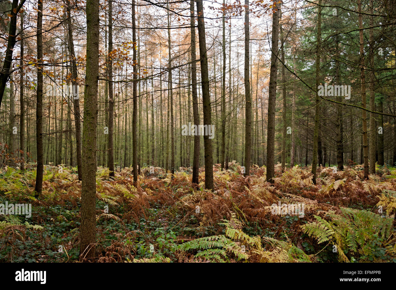 Wyre forest spring worcestershire hi-res stock photography and images ...