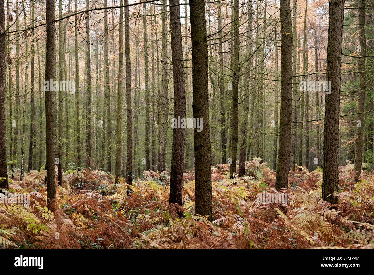 Trees in the wyre forest Worcestershire England Stock Photo - Alamy
