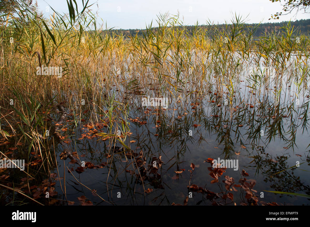 Lake Stechlin is a 69,5 m deep lake with very clear water in ...