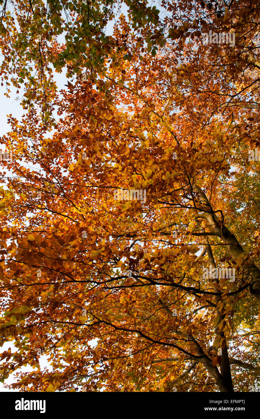 European Beech is a native broad leave tree in Europe and here growing ...
