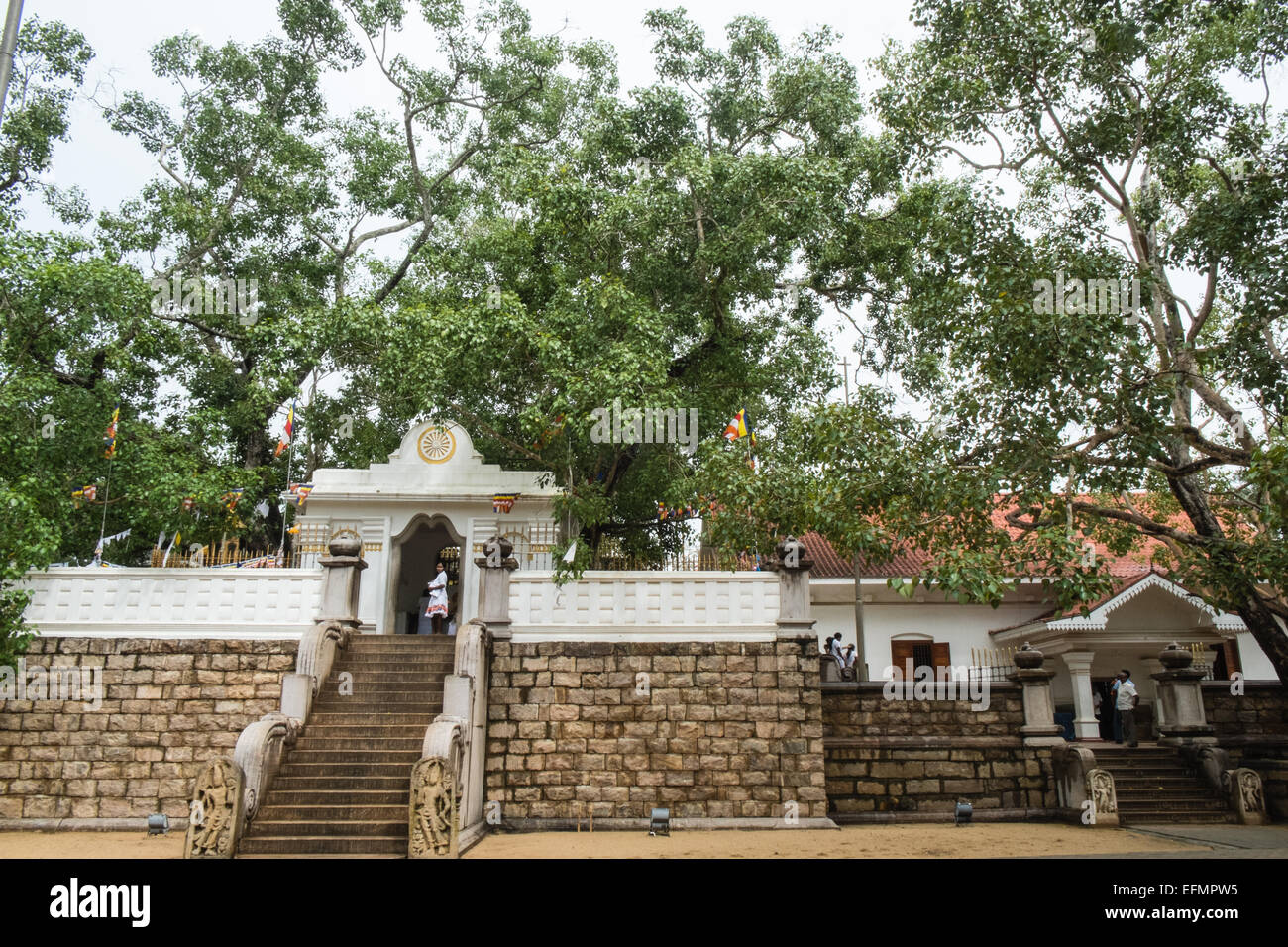 Sri maha bo tree hi-res stock photography and images - Alamy