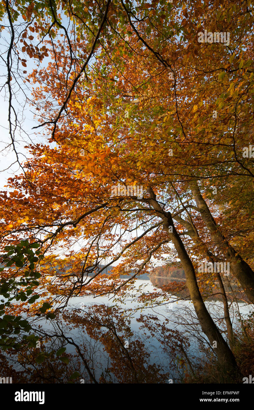 Stechlin ruppiner hi-res stock photography and images - Alamy
