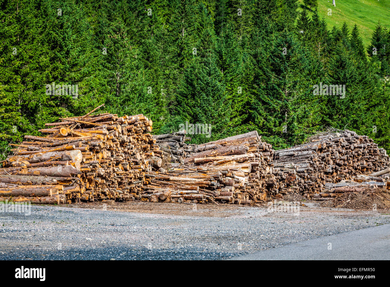 Deforested cut tree wood in forest Stock Photo - Alamy