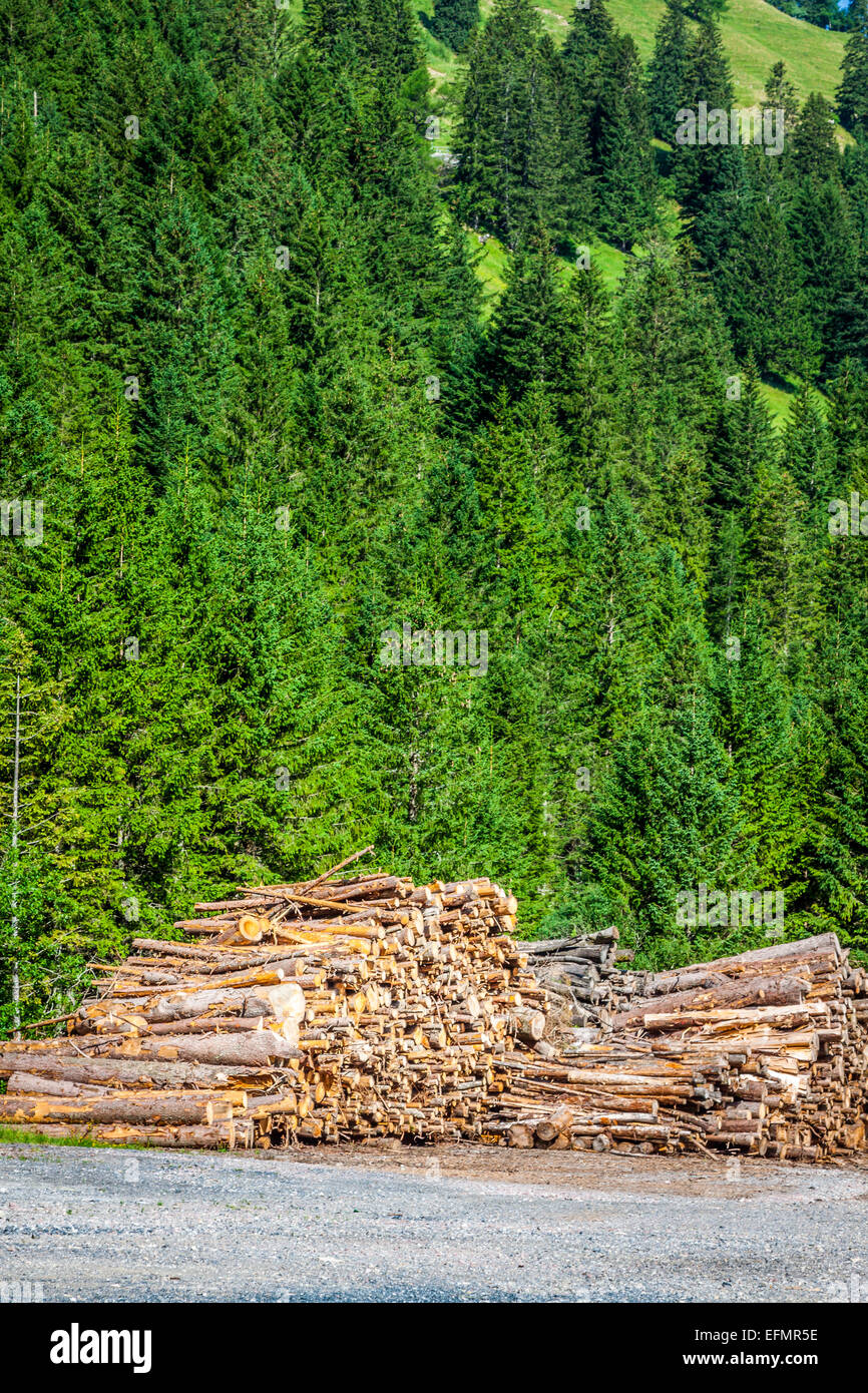 Deforested cut tree wood in forest Stock Photo - Alamy