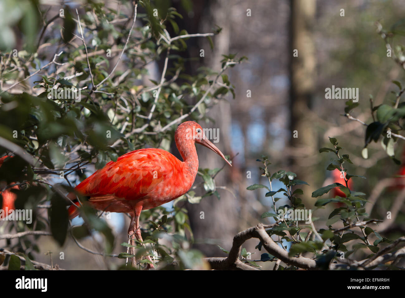 SCARLET IBIS in tree Stock Photo - Alamy