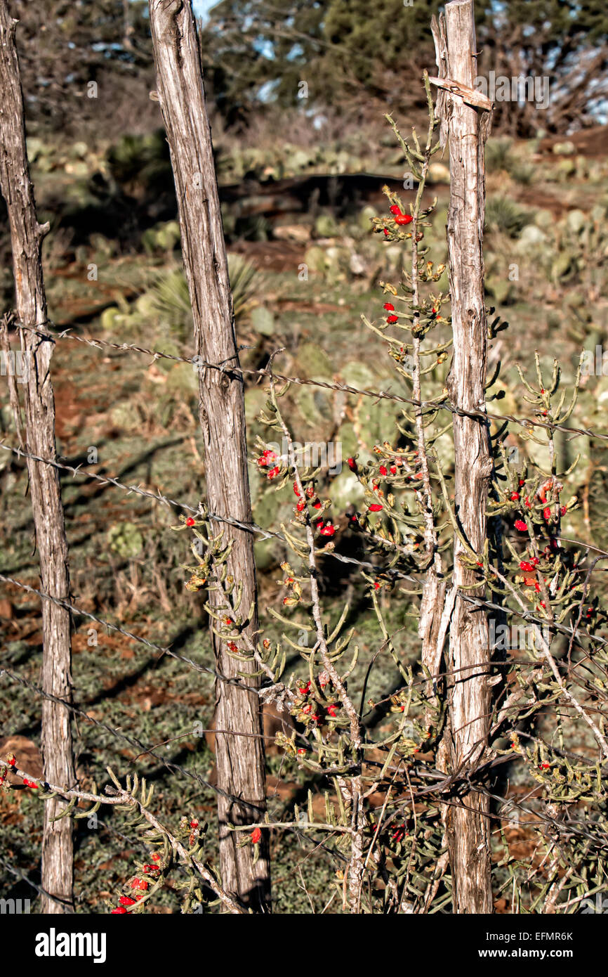 Red berries on vines and wire fence Stock Photo - Alamy