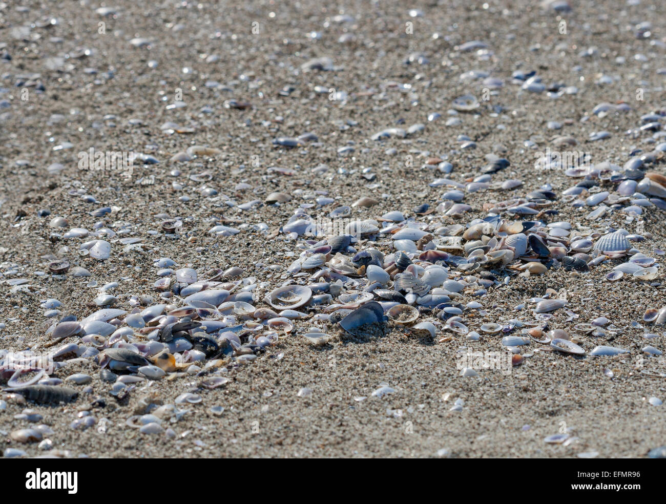 Wet shells hi-res stock photography and images - Alamy
