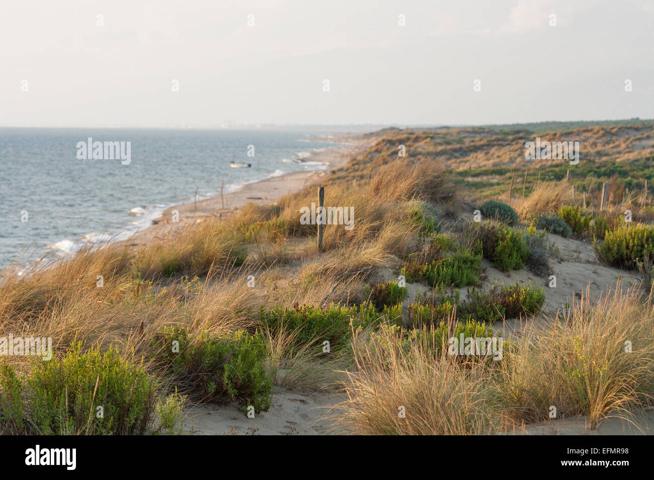 sea beach sand dunes landscape in Tuscany, Italy Stock Photo - Alamy