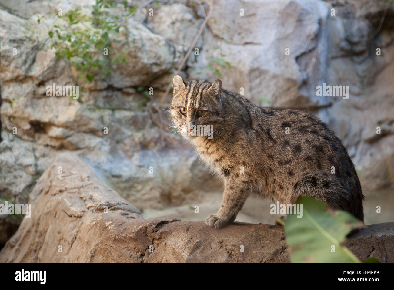 Handoon deeva hi-res stock photography and images - Alamy