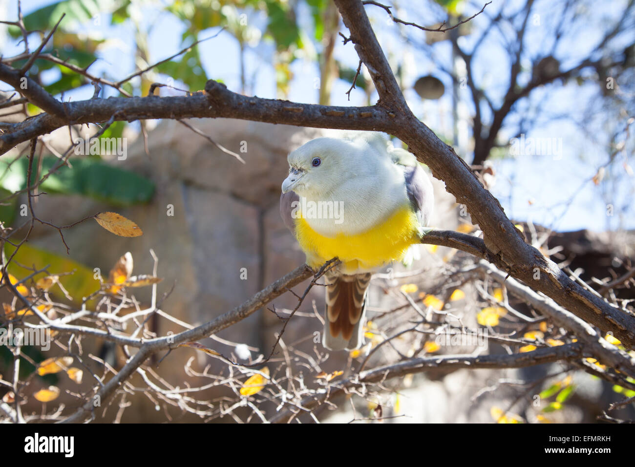 Yellow breasted bird hi-res stock photography and images - Alamy