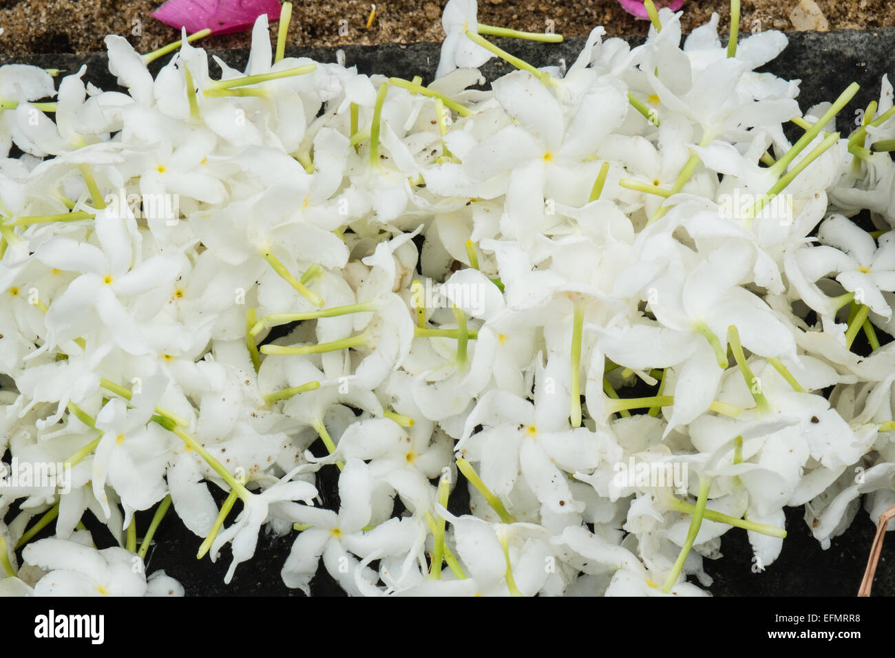 Devotee worship flower petal offerings at sacred bo,bodhi,tree,temple ...