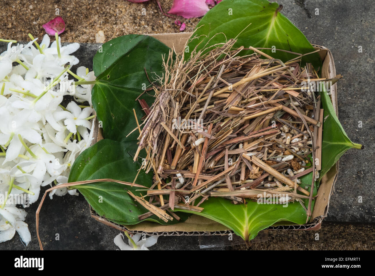Devotee worship offerings at sacred bo,bodhi,tree,temple Buddhist ...
