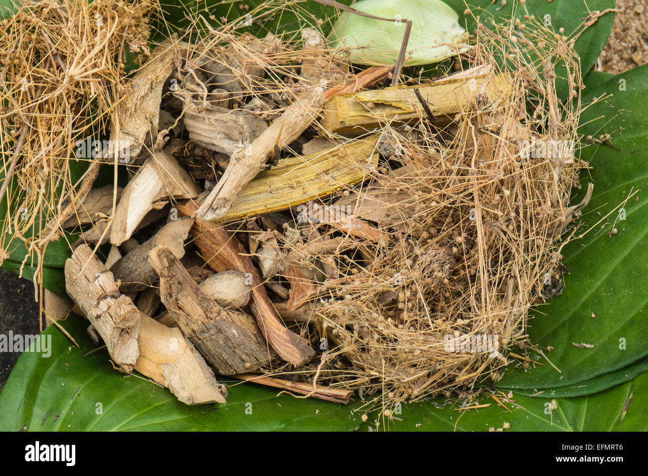 Devotee worship offerings at sacred bo,bodhi,tree,temple Buddhist ...