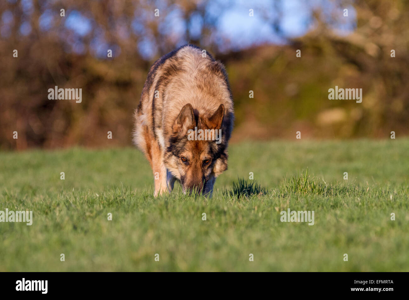 Dog sniffing camera hi-res stock photography and images - Alamy