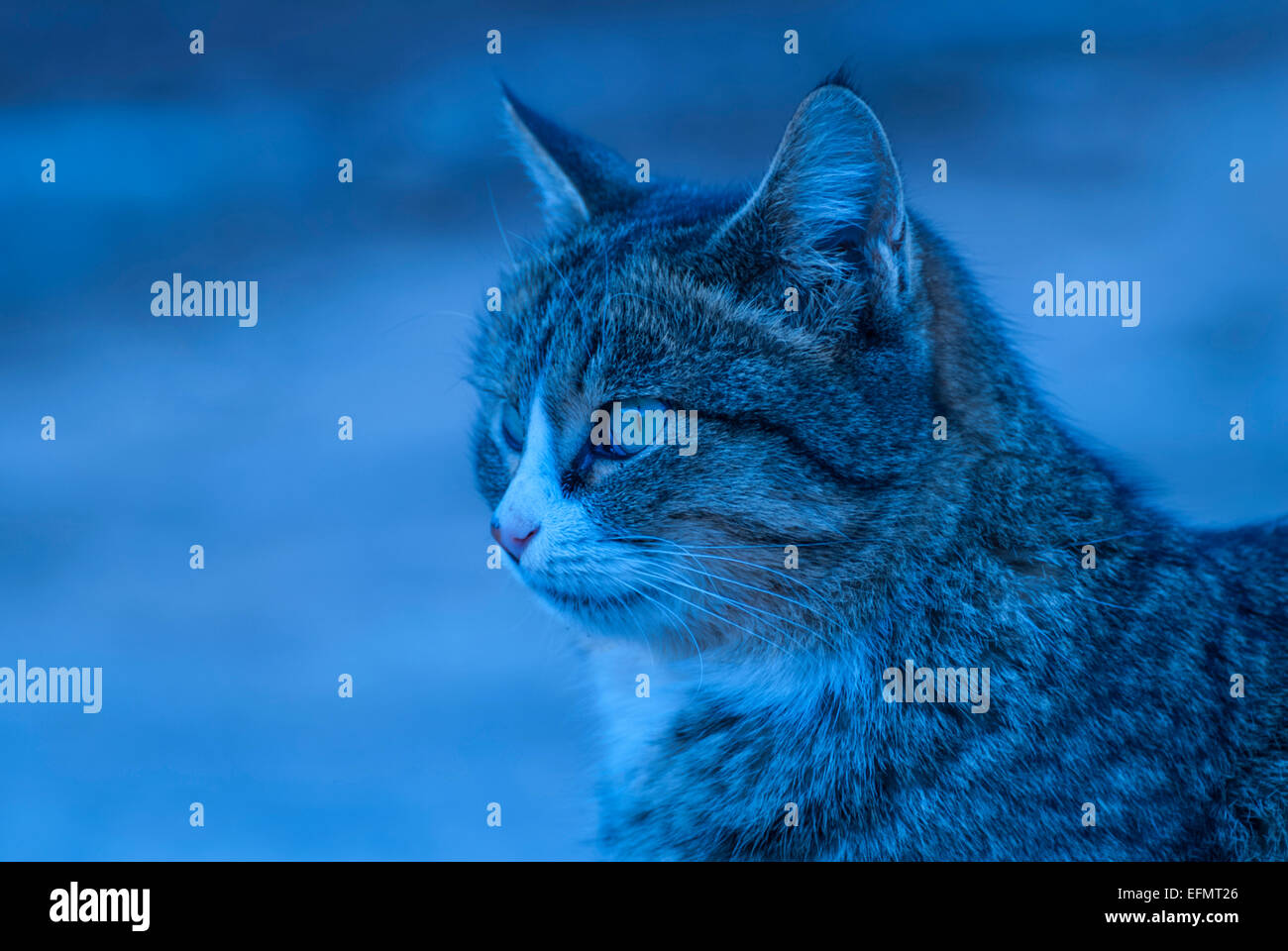 Iran persian cat hi-res stock photography and images - Alamy