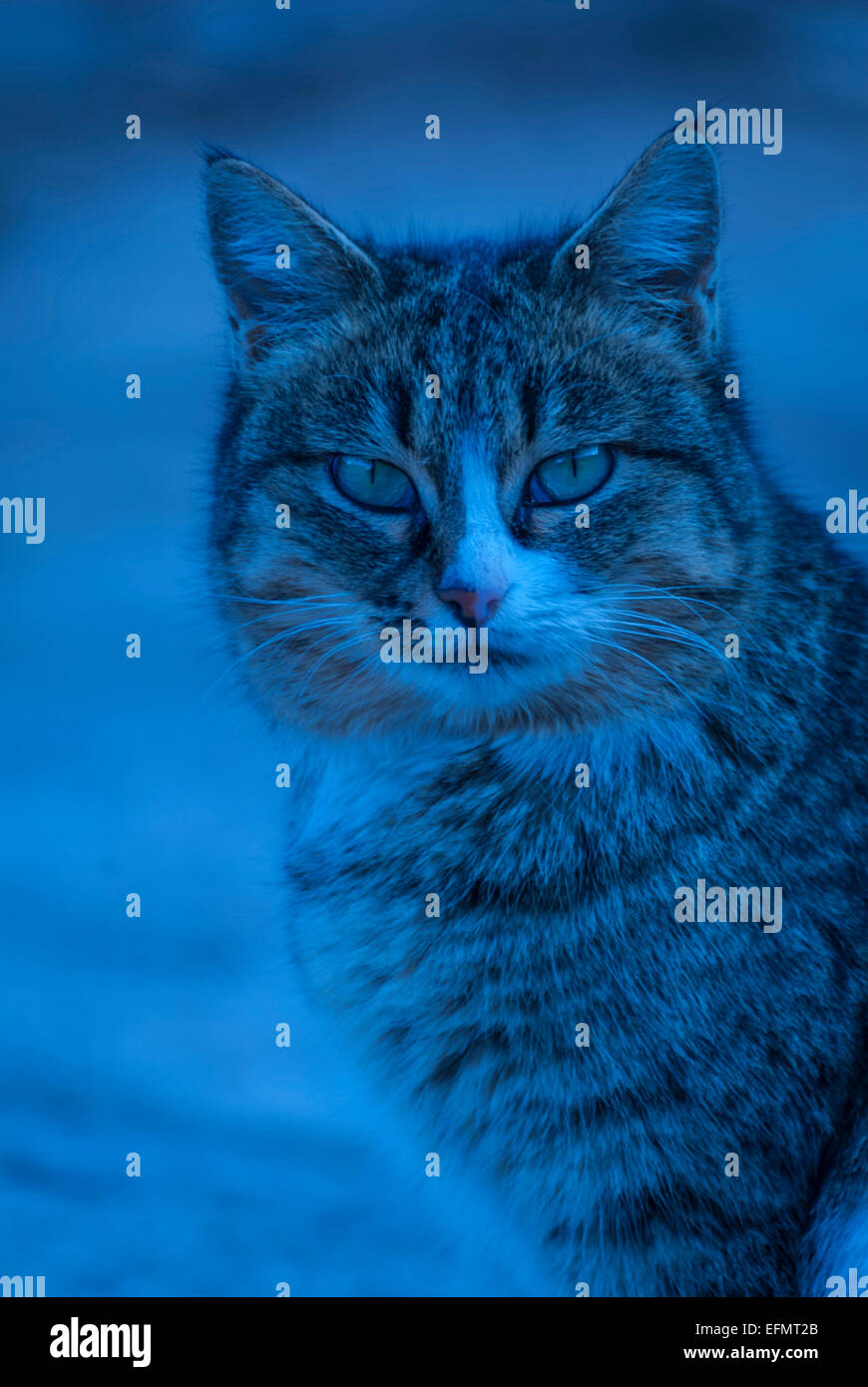 Street cat, Kerman, Iran Stock Photo - Alamy