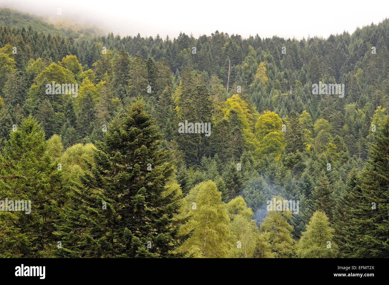 View of silver firs forest in Val d'Azun. Pyrenees, Hautes Pyrenees ...