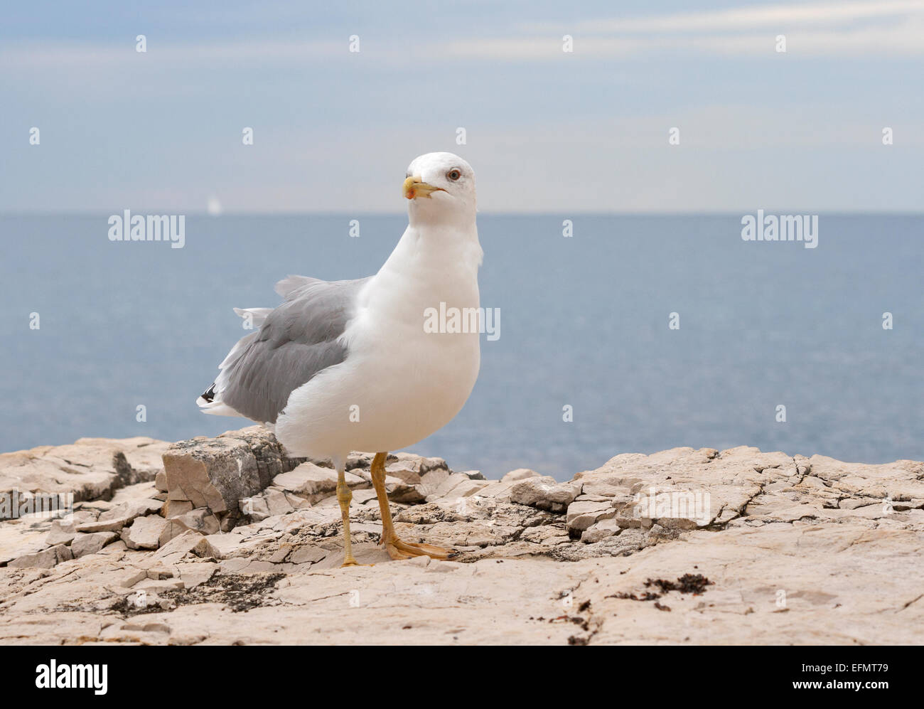 Seagull looking at camera hi-res stock photography and images - Alamy