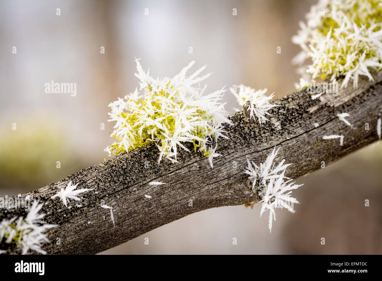 Frosted tree plants in winter Stock Photo - Alamy